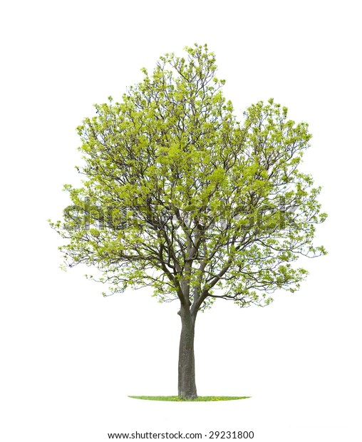 Isolated Walnut Tree Stock Photo 29231800 | Shutterstock