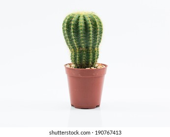 Isolation Cactus Stock Photo 190767413 | Shutterstock