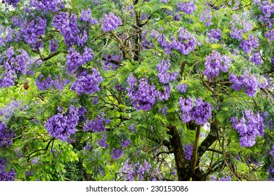 Jacaranda Tree Stock Photo 230153086 | Shutterstock