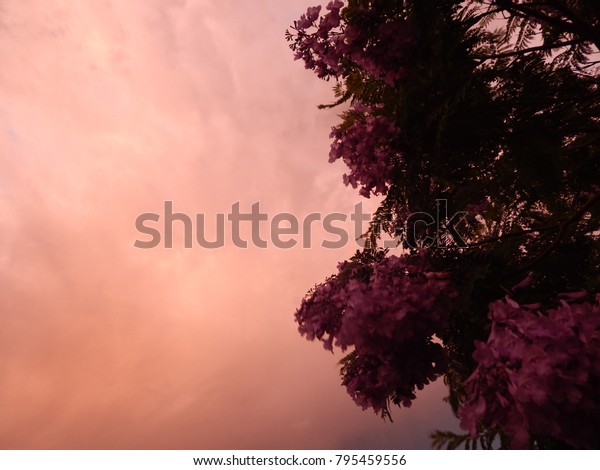 Jacaranda Tree Sunset Background Stock Photo 795459556 | Shutterstock