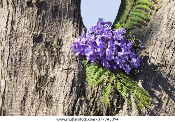Jacaranda Tree Trunk Small Flowers Sky Stock Photo 377745394 | Shutterstock