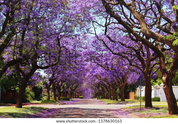 Jacaranda Trees Pretoria Stock Photo (Edit Now) 1378630163