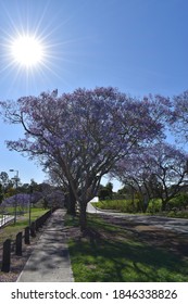Jacaranda Trees Spring Sunlight Stock Photo 1846338826 | Shutterstock