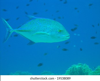 Colorful Tropical Fish Coral Reef Caribbean Stock Photo 572908360 ...