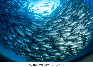 Jack Fish Stock Photo 564722317 | Shutterstock