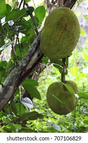 Jack Fruit Has Bumpy Skin Meat Stock Photo 707106829 | Shutterstock
