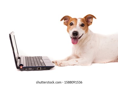 Akita Inu Dog Sitting Front Laptop Stock Photo (Edit Now) 1198317880