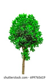 Jack Tree White Background Stock Photo 699765619 | Shutterstock