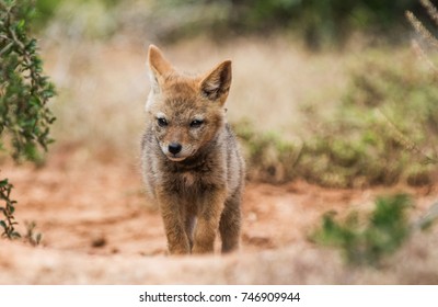 835 Baby jackal Images, Stock Photos & Vectors | Shutterstock