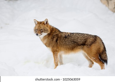 Jackal Jackals Differ Small Sizes Appearance Stock Photo 1025063059 ...