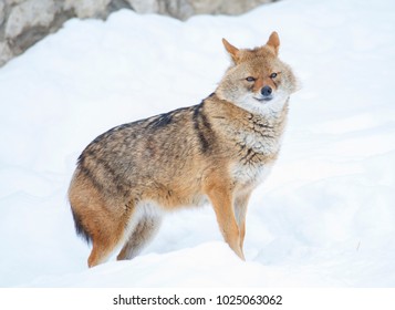 Jackal Jackals Differ Small Sizes Appearance Stock Photo 1025063062 ...