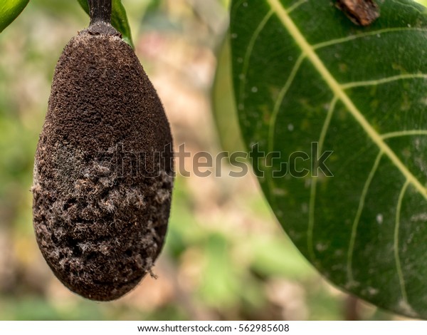 Jackfruit Disease Stock Photo 562985608 | Shutterstock