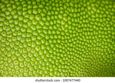 Jackfruit Green Texture Background Stock Photo 1007477440 | Shutterstock