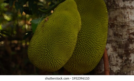 Jackfruit Jack Tree Stock Photo 1952396110 | Shutterstock