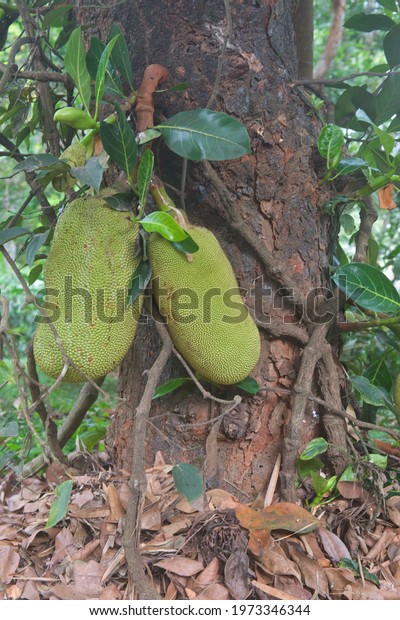 Jackfruit Largest Fruit Tree Here Growing Stock Photo 1973346344 ...