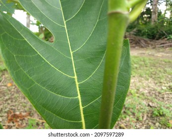Jackfruit Leaves Jackfruit Leaf Structure Seen Stock Photo (Edit Now ...