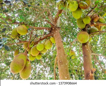 Jackfruit Tree Young Jackfruits Stock Photo (Edit Now) 518577961