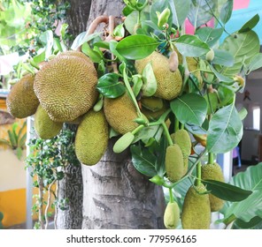 Jackfruit Images, Stock Photos & Vectors | Shutterstock