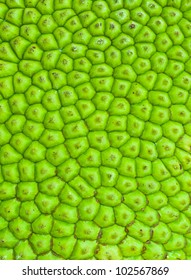 Jackfruit Texture Stock Photo 102567869 | Shutterstock