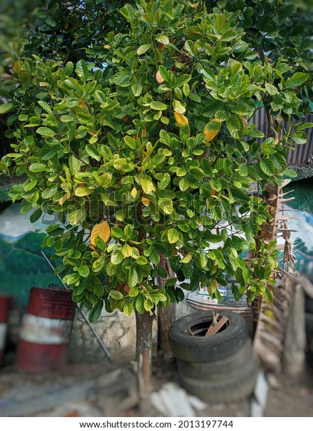 Jackfruit Tree Growing Backyard Stock Photo 2013197744 | Shutterstock