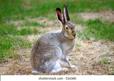 Jackrabbit Grass Stock Photo (Edit Now) 1373716994