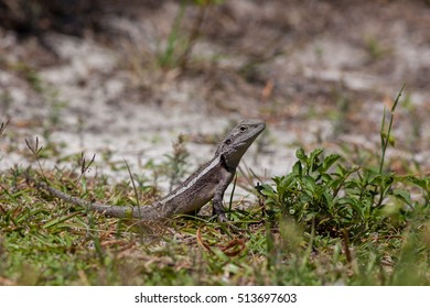81 Jacky lizard Images, Stock Photos & Vectors | Shutterstock