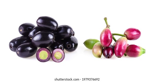 1,089 Jambolan plant Images, Stock Photos & Vectors | Shutterstock