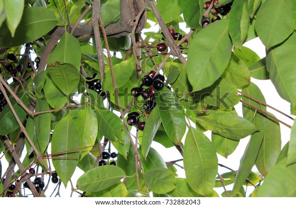Jambolan Tree Isolated Background Stock Photo (Edit Now) 732882043