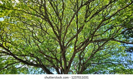 342 Jamjuree tree Images, Stock Photos & Vectors | Shutterstock