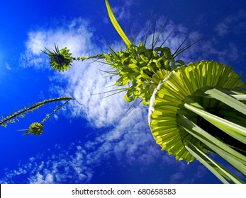 79 Janur Kuning Images, Stock Photos & Vectors | Shutterstock