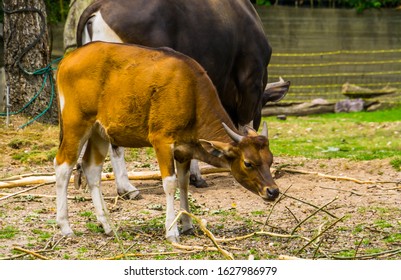 147 Javan banteng Images, Stock Photos & Vectors | Shutterstock