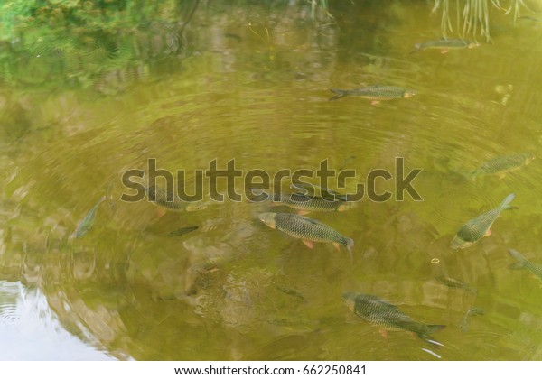 Java Barb Barbonymus Gonionotus Known Silver Stock Photo 662250841 ...