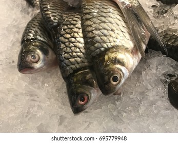 215 Barbonymus gonionotus Images, Stock Photos & Vectors | Shutterstock
