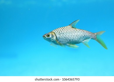 215 Barbonymus gonionotus Images, Stock Photos & Vectors | Shutterstock