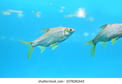 494 Java barb fish Images, Stock Photos & Vectors | Shutterstock