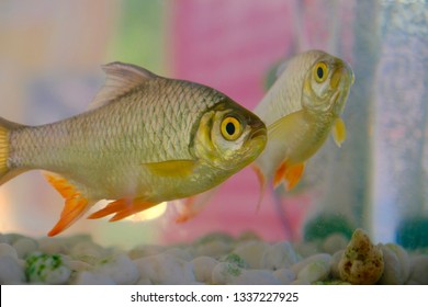 494 Java barb fish Images, Stock Photos & Vectors | Shutterstock