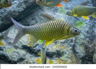494 Java barb fish Images, Stock Photos & Vectors | Shutterstock