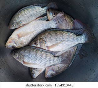 494 Java barb fish Images, Stock Photos & Vectors | Shutterstock