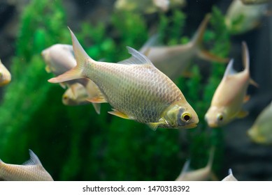 494 Java barb fish Images, Stock Photos & Vectors | Shutterstock