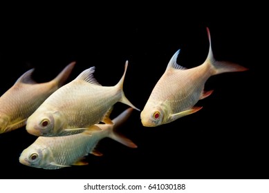 215 Barbonymus gonionotus Images, Stock Photos & Vectors | Shutterstock