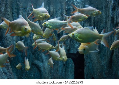 494 Java barb fish Images, Stock Photos & Vectors | Shutterstock