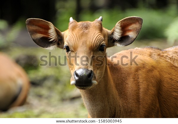 Java Bulls Their Habitat Grass Field Stock Photo 1585003945 | Shutterstock