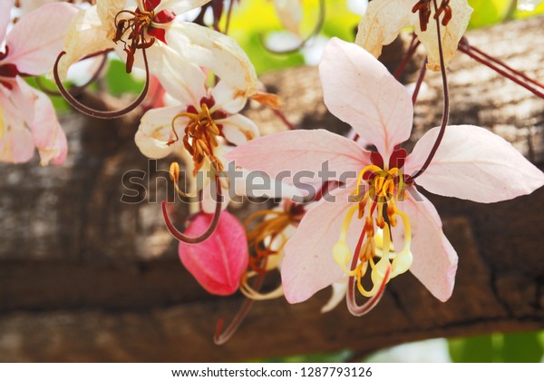 Java Cassia Pink Shower Trees Produce Stock Photo (Edit Now) 1287793126