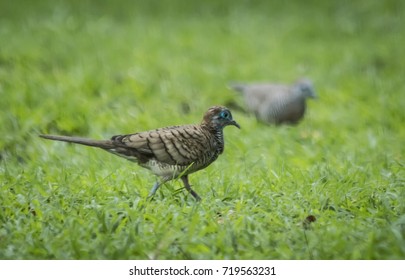 Java Dove Bird Beautiful Melody That Stock Photo 719563231 | Shutterstock