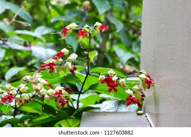 Java Glory Bean Flower Clerodendrum X Foto de stock 1127603882 ...