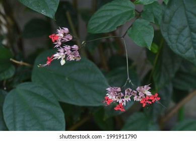 639 Bean creeper Images, Stock Photos & Vectors | Shutterstock