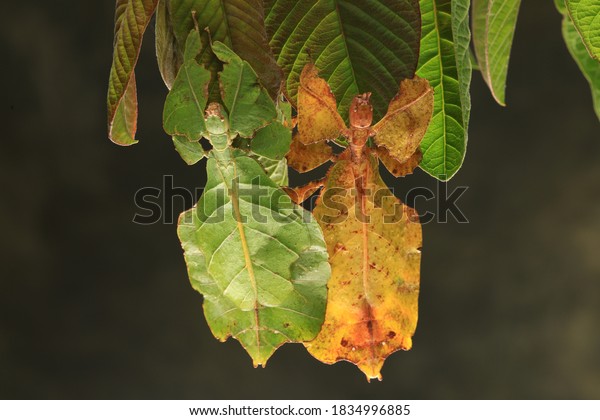 Java Leaf Insect Phyllium Pulchrifoliumthey Called库存照片1834996885 ...
