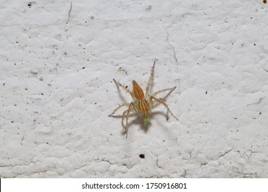 142 Oxyopes javanus Images, Stock Photos & Vectors | Shutterstock