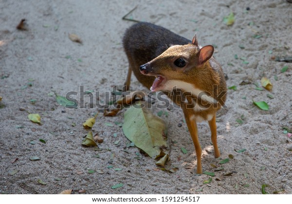 758 Deer mouth open 스톡 사진, 이미지 및 사진 | Shutterstock