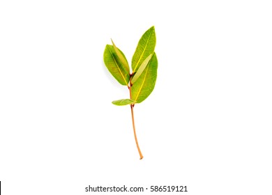 1,003 Java plum tree Images, Stock Photos & Vectors | Shutterstock